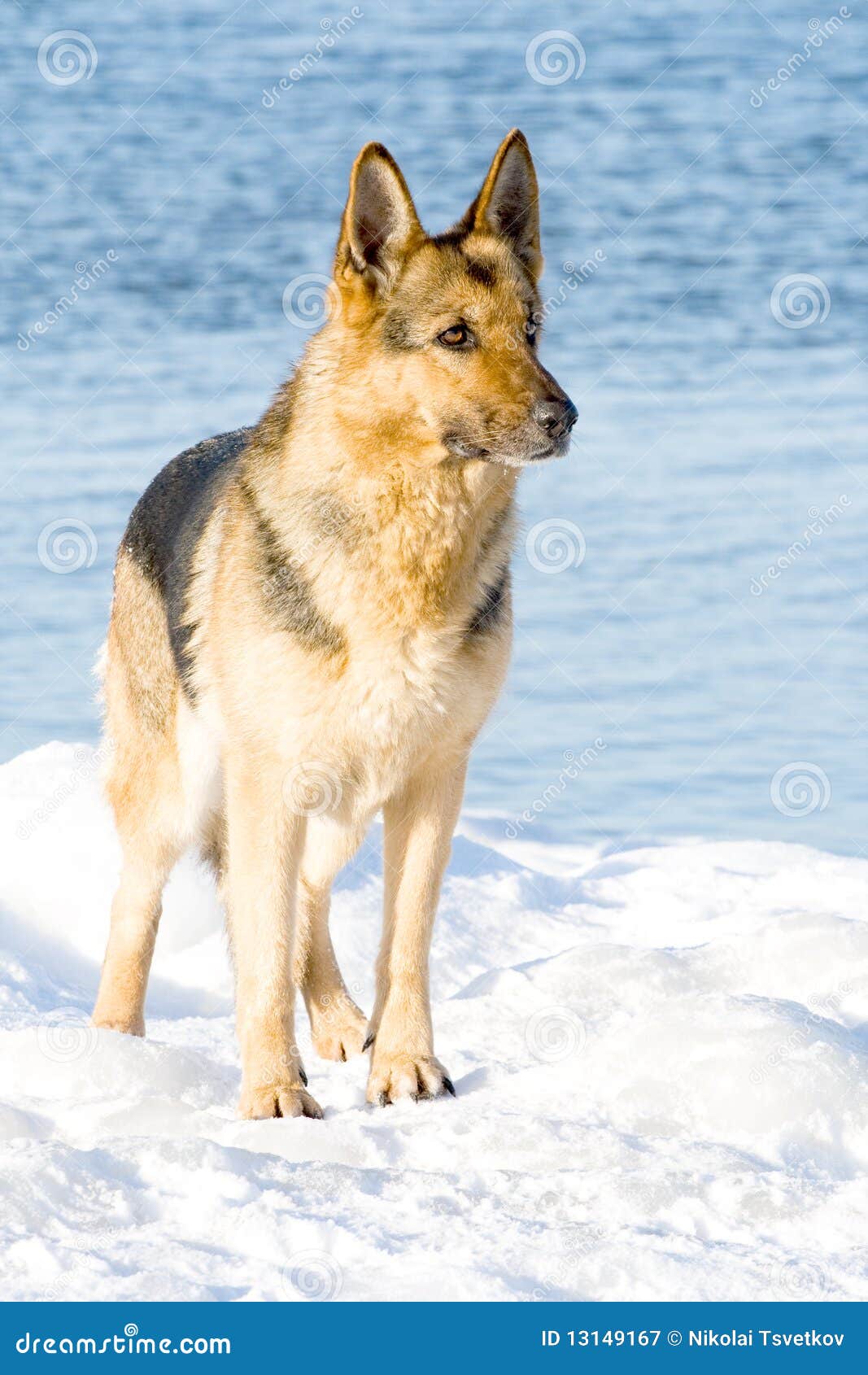 German sheepdog stock image. Image of behavior, outside - 13149167
