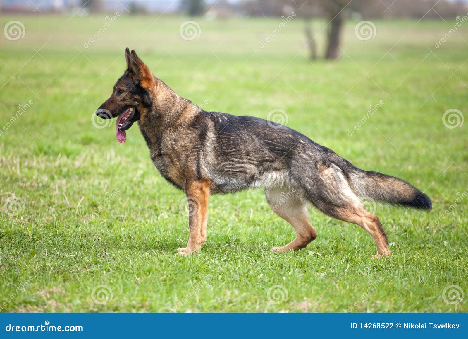 German sheepdog stock photo. Image of effort, sheepdog - 14268522