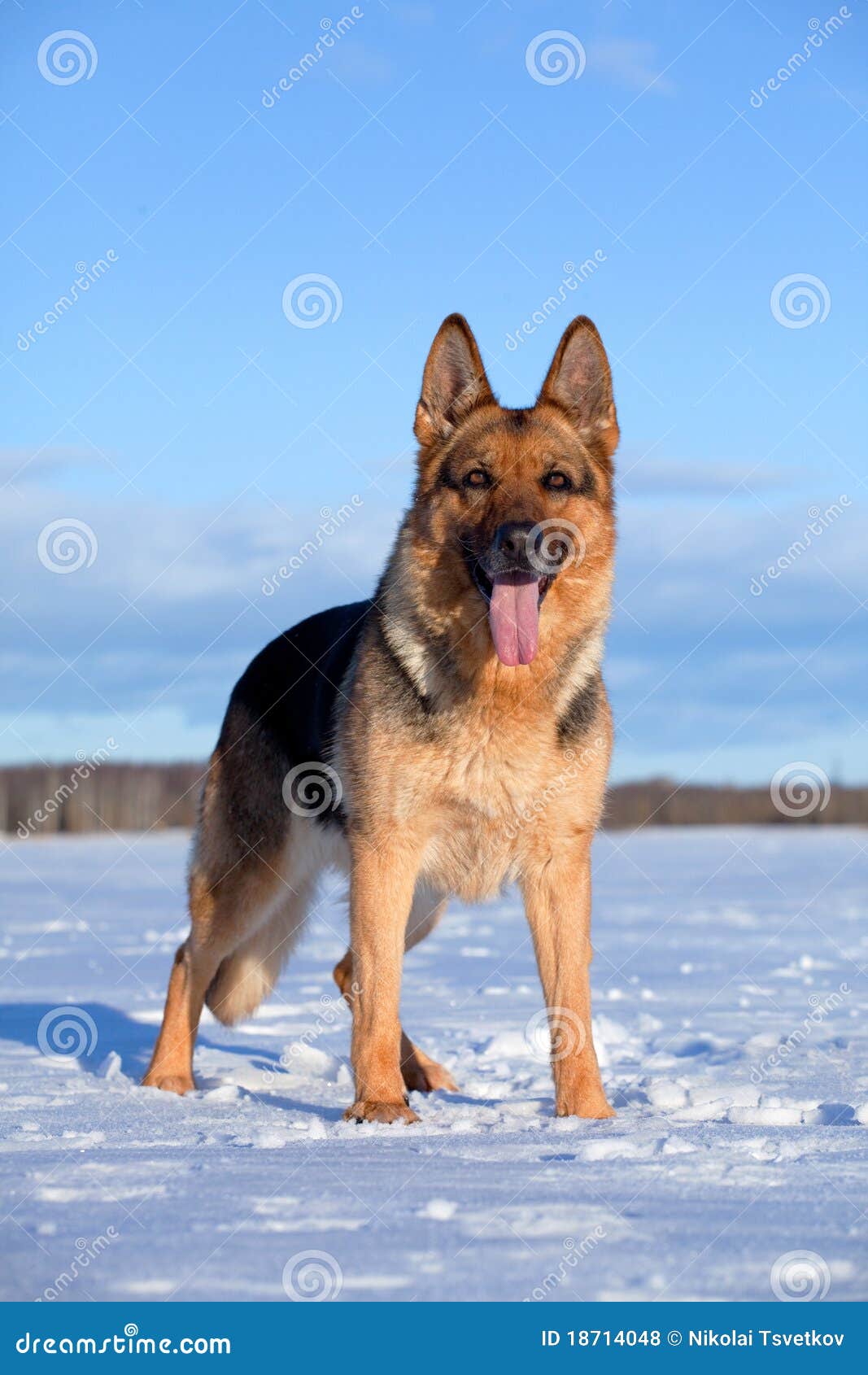 German Sheepdog stock photo. Image of head, shepherd - 18714048