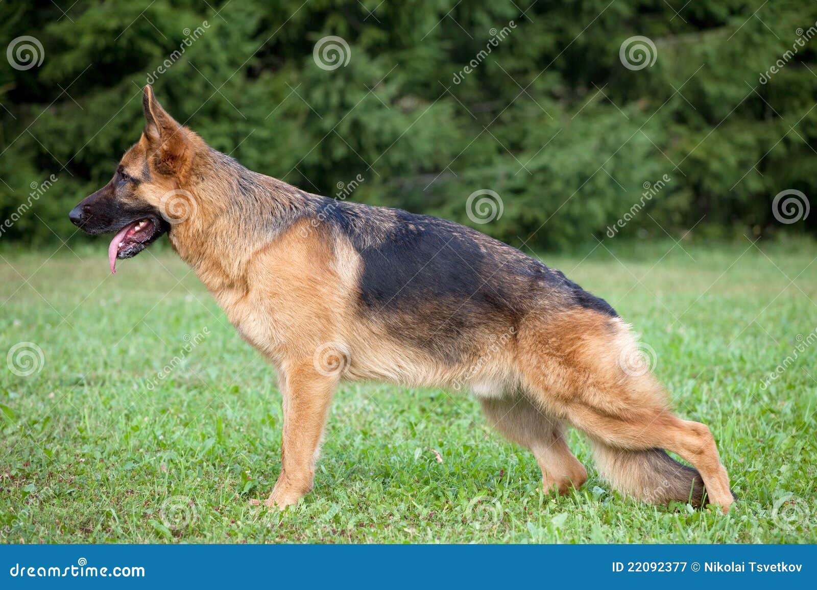 German sheepdog stock image. Image of domestic, faithful - 22092377