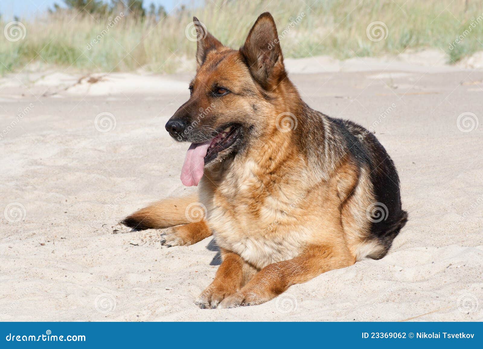 German sheepdog stock photo. Image of outside, furry - 23369062