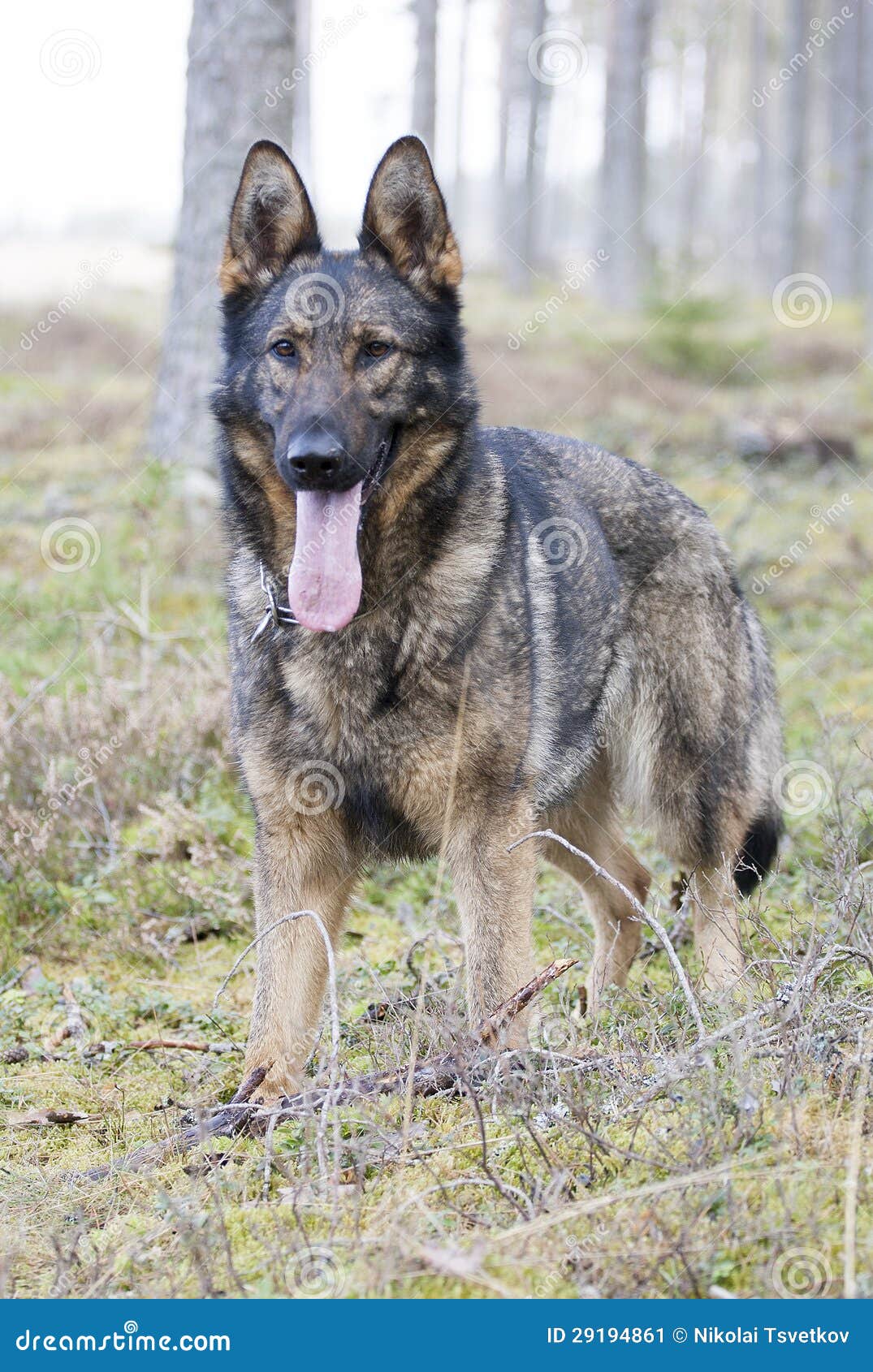German sheepdog stock image. Image of friendly, canine - 29194861
