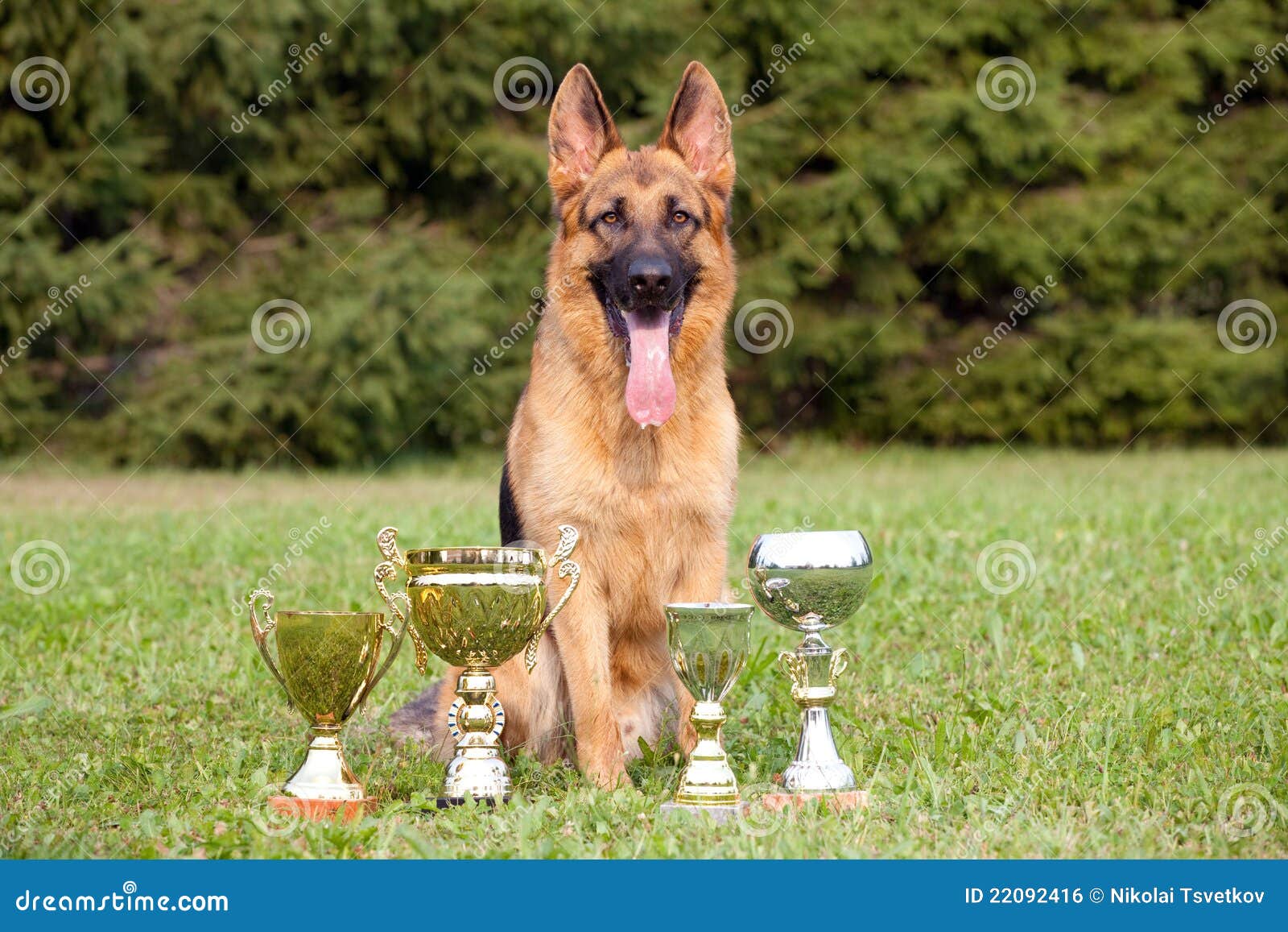 German Sheepdog with Cups Sitting on the Grass Stock Photo - Image of ...