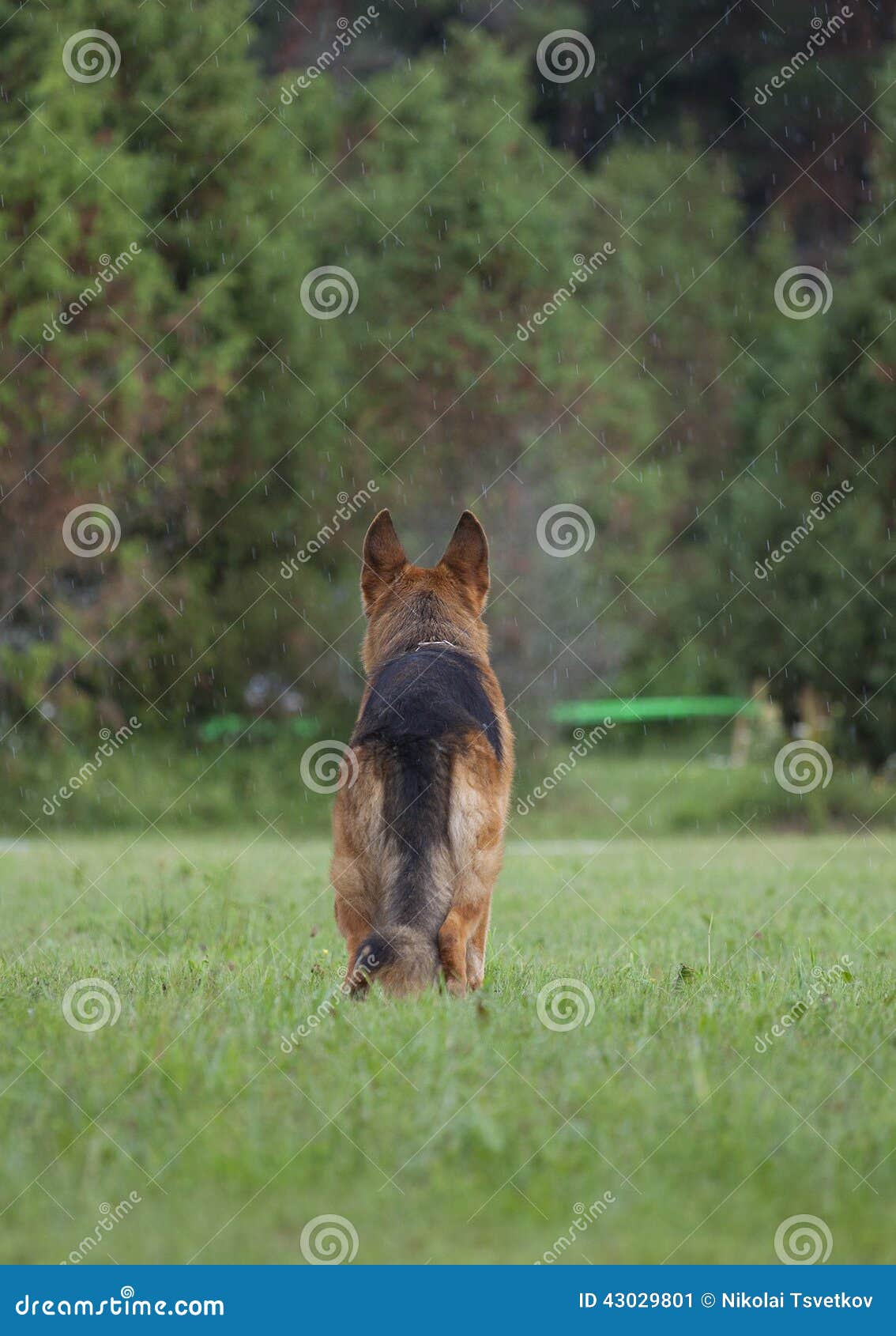 German sheepdog stock image. Image of meadow, position - 43029801