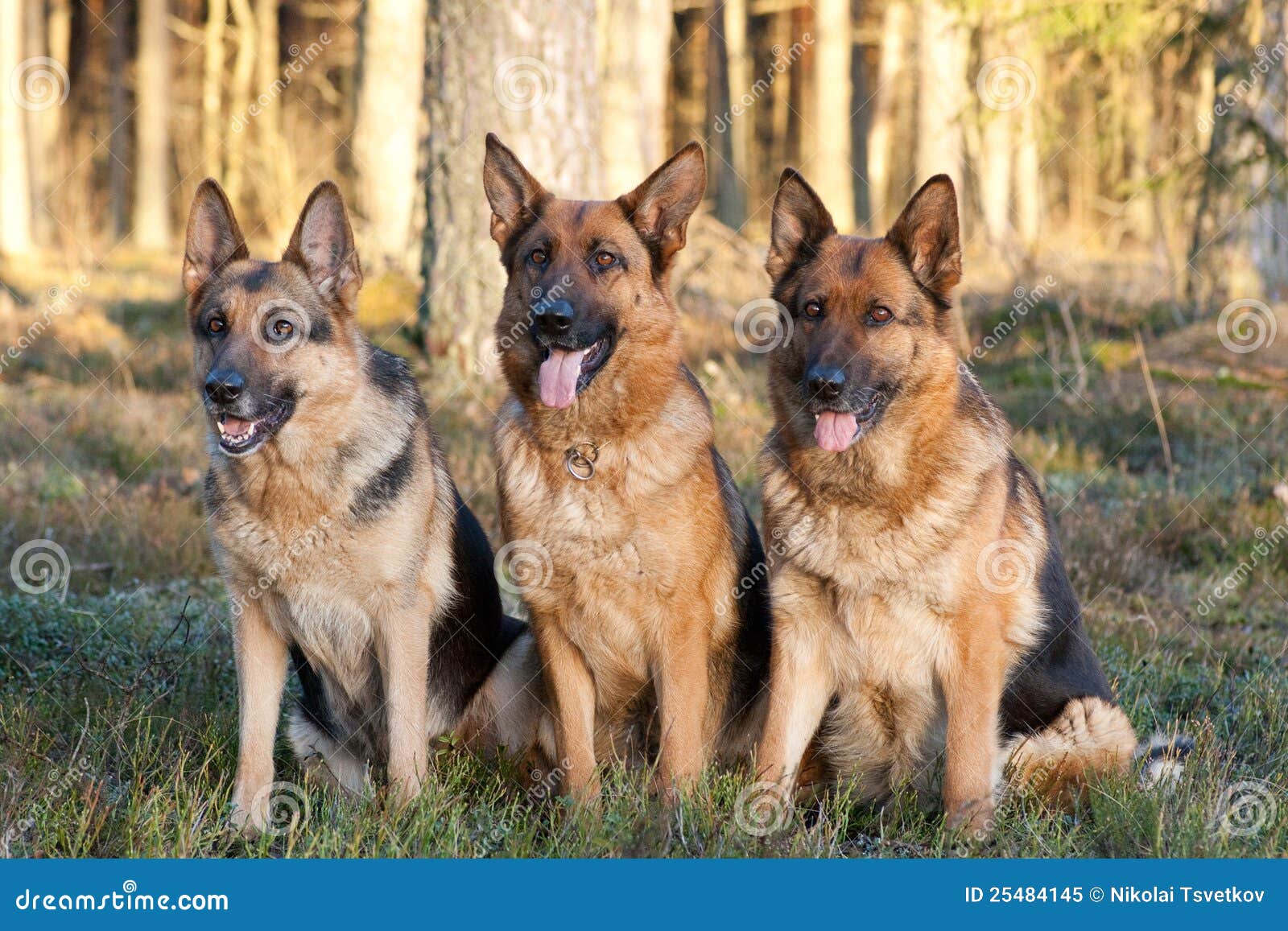 German sheepdogs stock image. Image of friendly, rack - 25484145