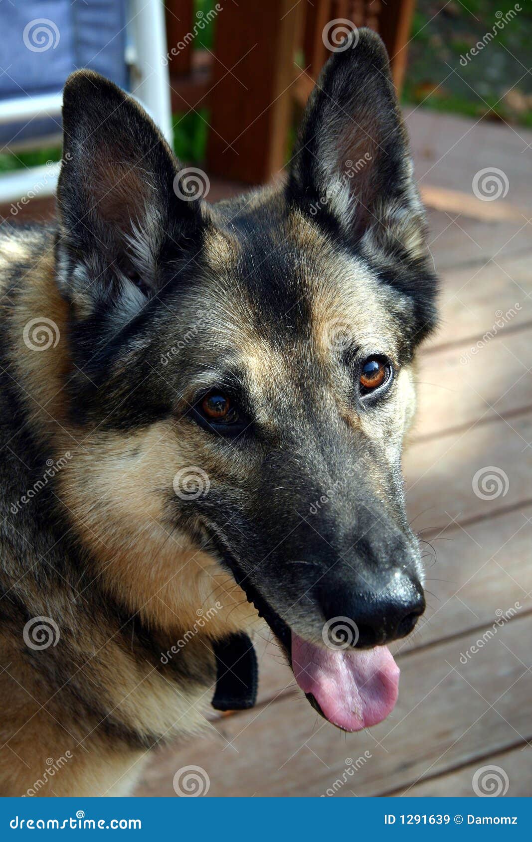 German Shepard stock image. Image of breed, animal, shepard - 1291639