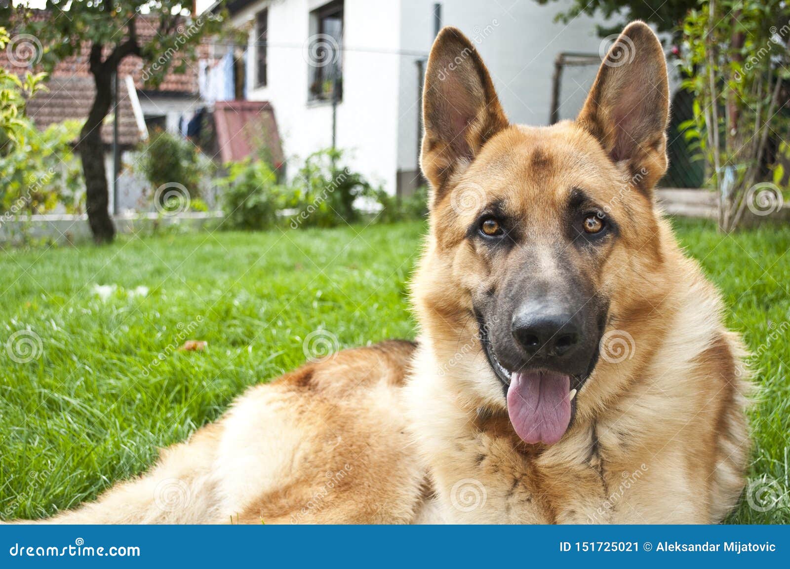 German shepard stock image. Image of adult, breed, faithful - 151725021
