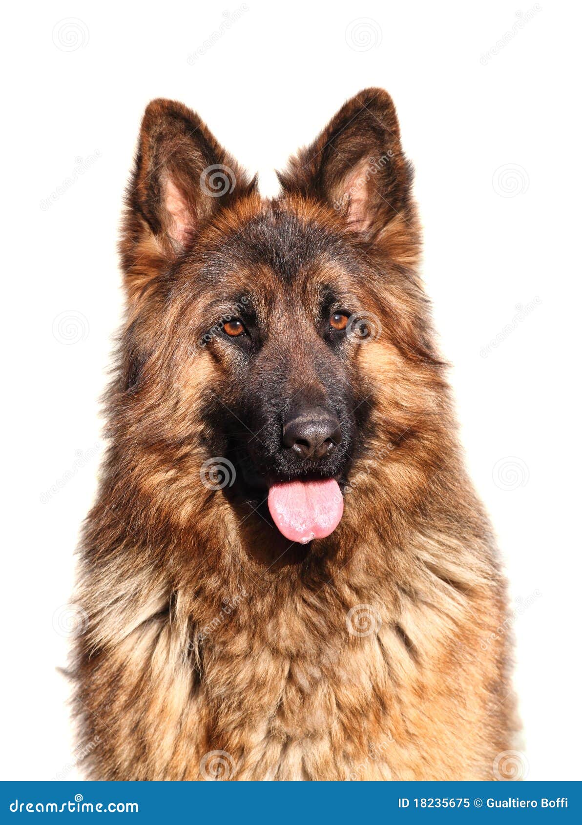 German shepard stock image. Image of mammal, animal, vertical - 18235675