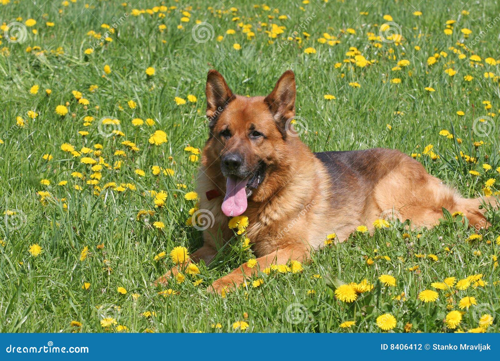 German Shepard Picture. Image: 8406412