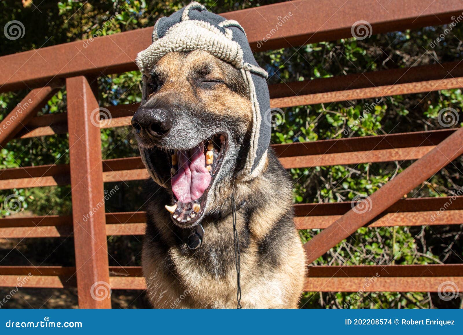 German Shepard Being Silly Wearing a Hat Stock Photo - Image of ...