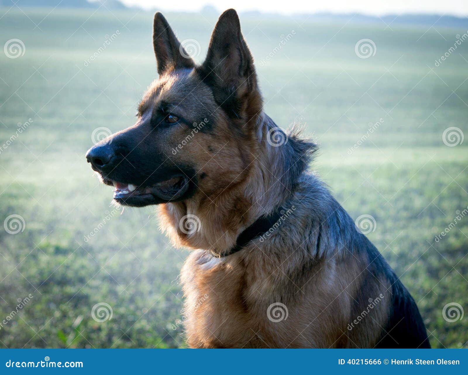 German shepard stock photo. Image of white, insekts, blue - 40215666