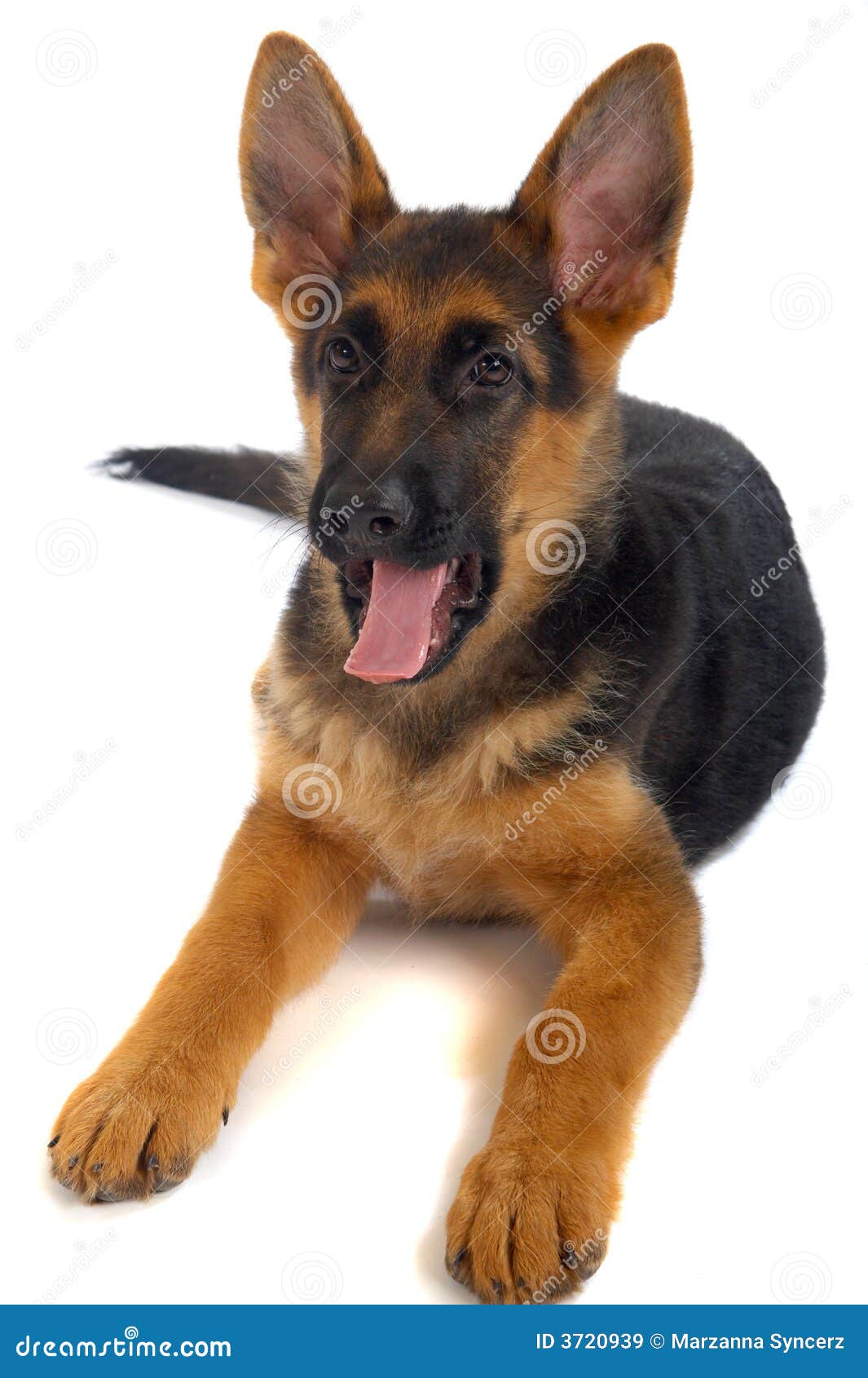 German Shepard Puppy Royalty-Free Stock Image | CartoonDealer.com #648460