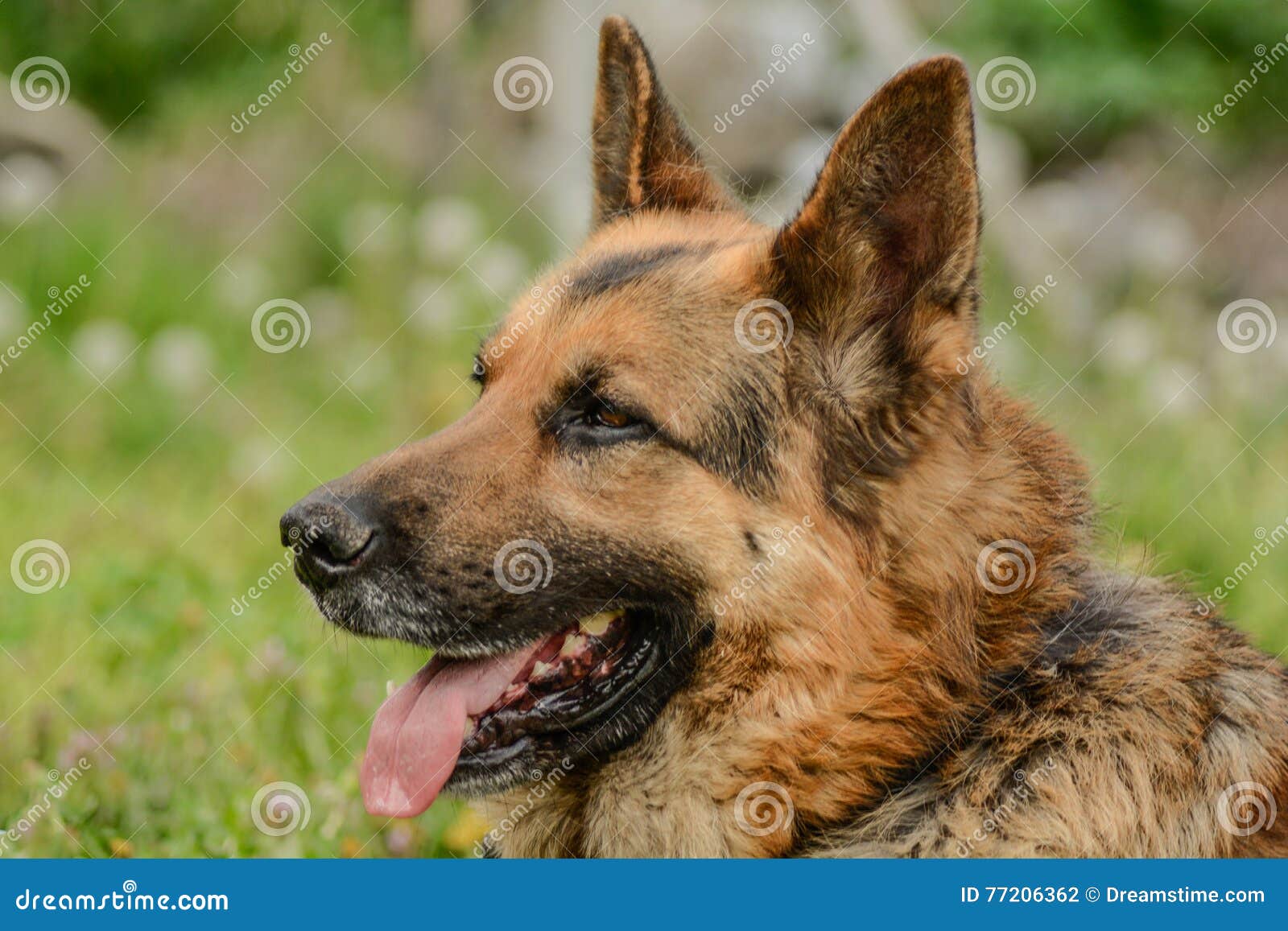 1,953 Beautiful German Shepard Stock Photos - Free & Royalty-Free Stock ...