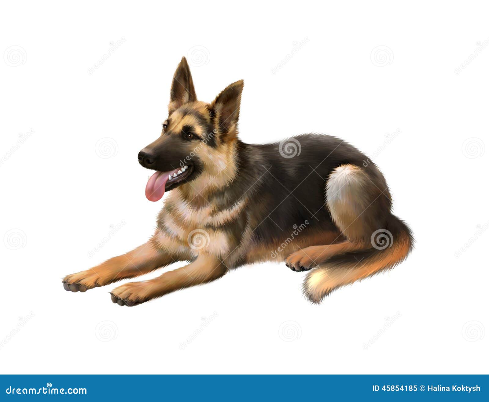 German Shepard Dog Isolated on White Background Stock Image - Image of ...