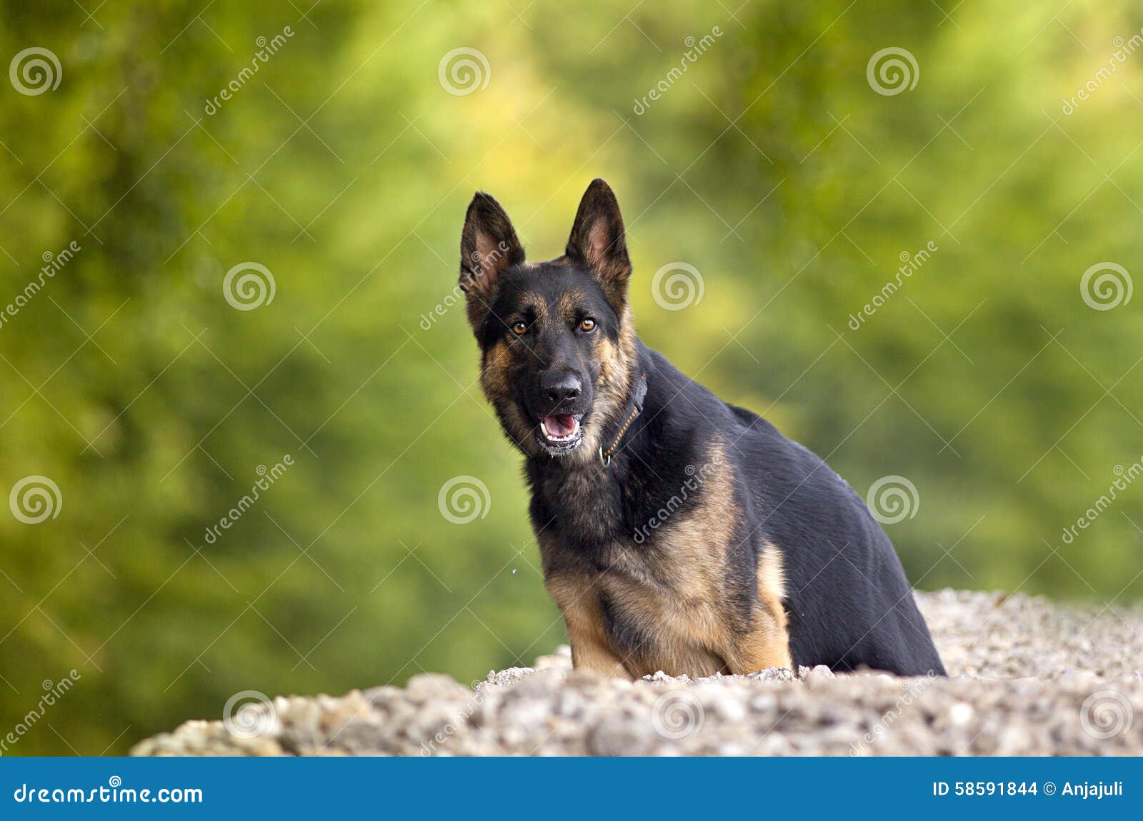 German shepard dog stock photo. Image of mammal, protect - 58591844