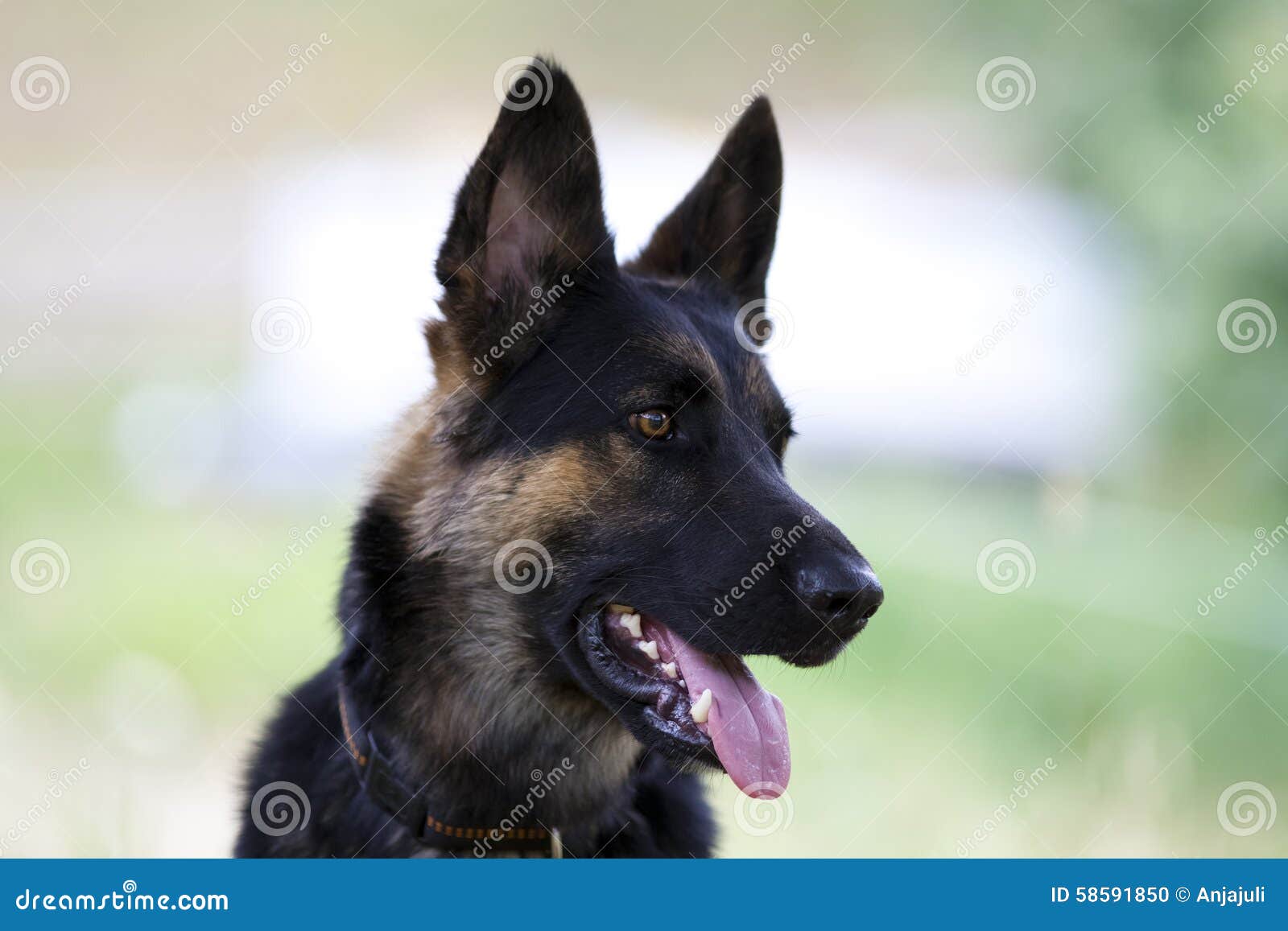 German Shepard Dog in Profile Stock Photo - Image of dogs, park: 58591850