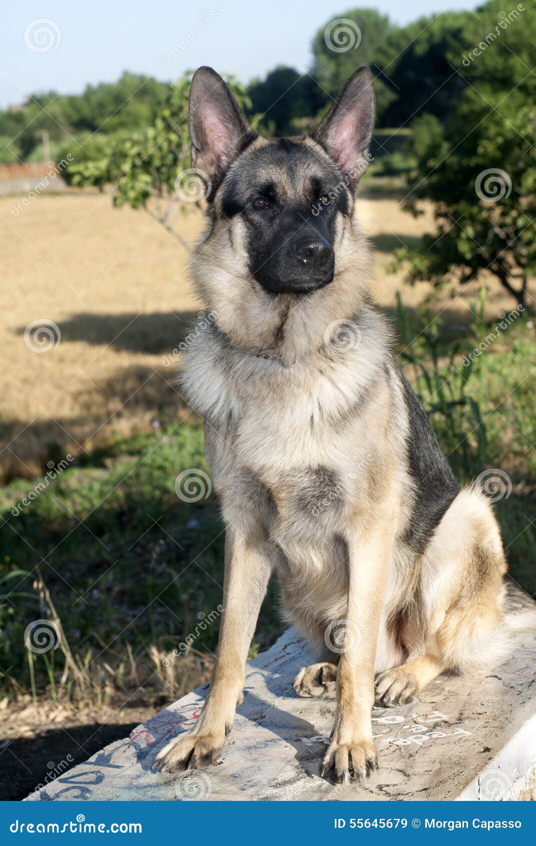 German shepard stock image. Image of alert, attentive - 55645679
