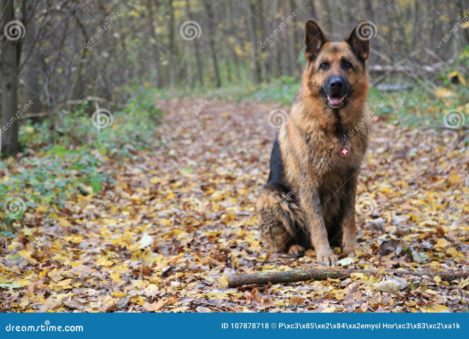 German shepard stock photo. Image of german, shepard - 107878718