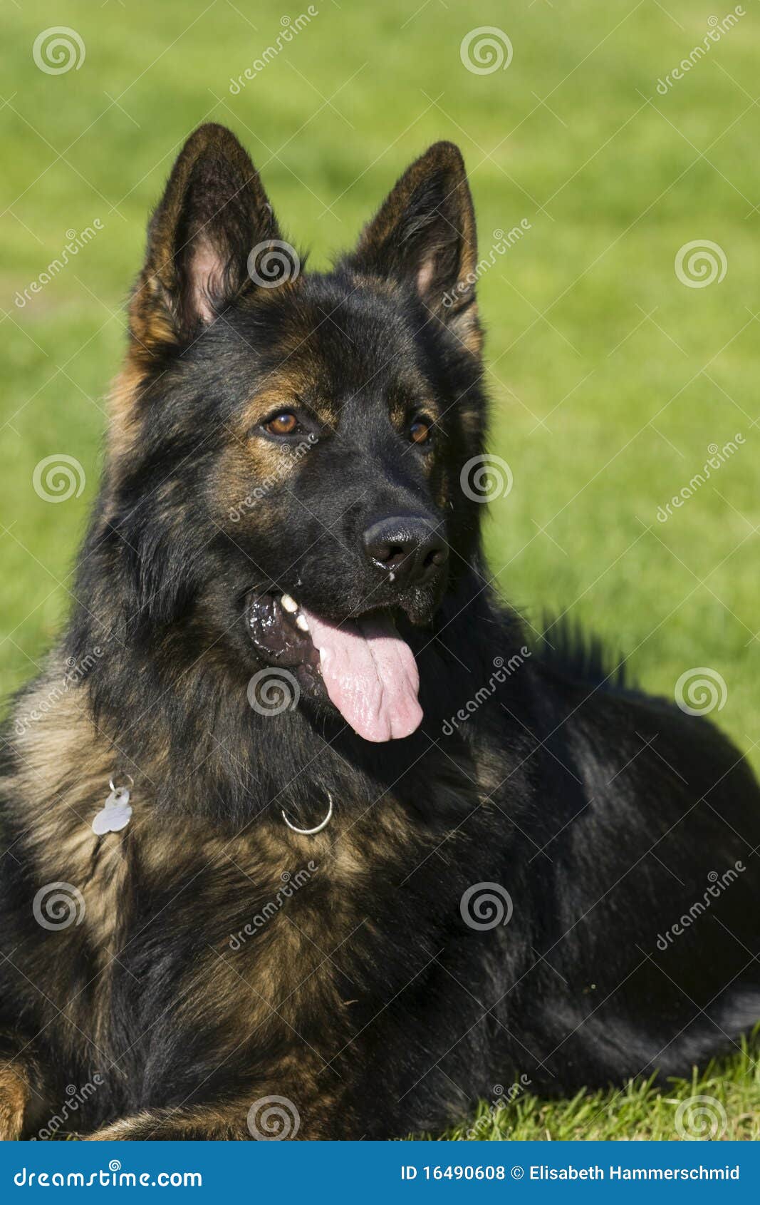 German Shepard Long Hair Portrait Stock Photo - Image of animal, doggy ...