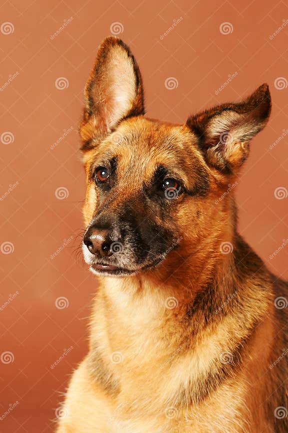 German Shepard Portrait stock photo. Image of animals - 15004890