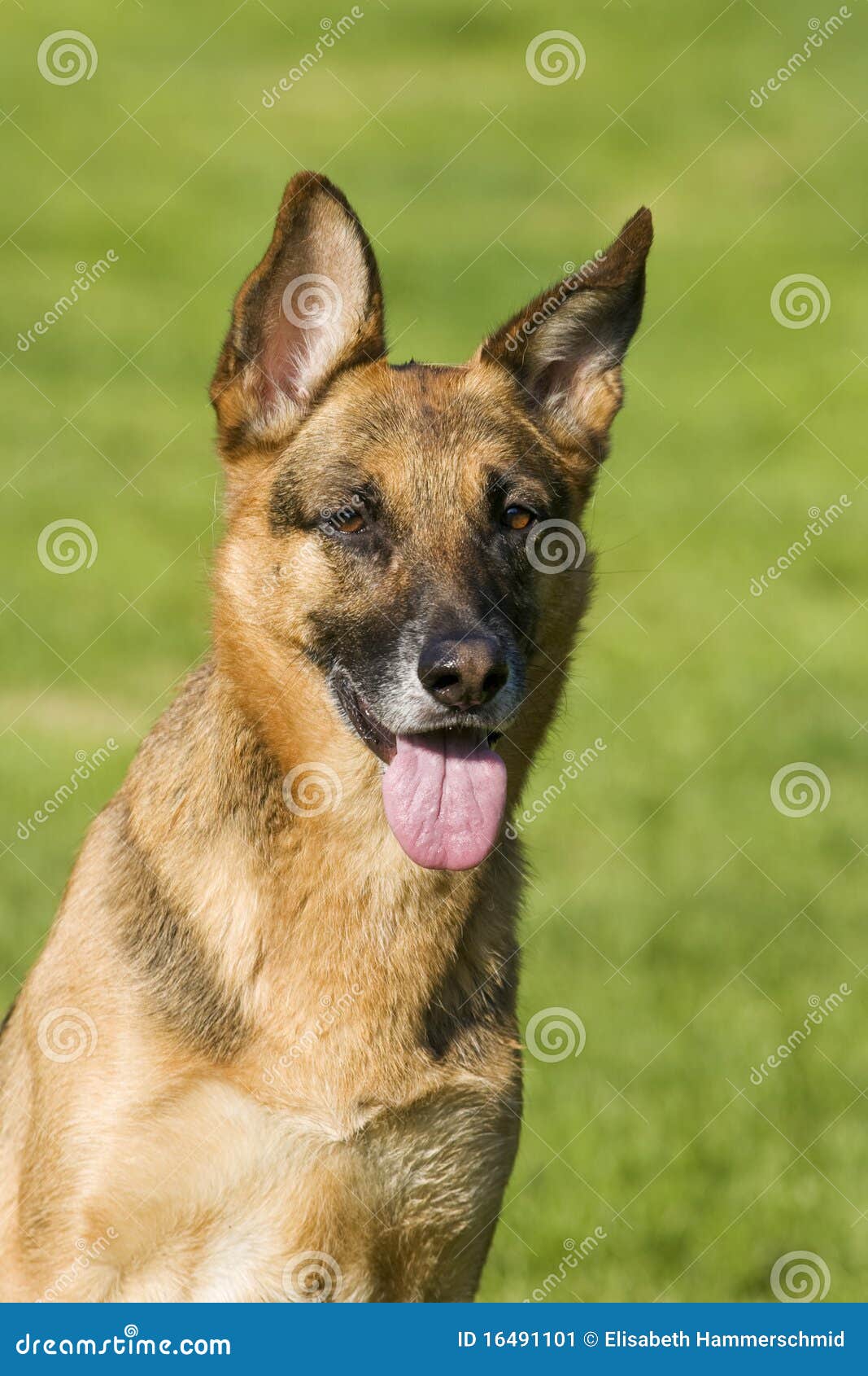 German Shepard Portrait stock image. Image of breed, portraits - 16491101