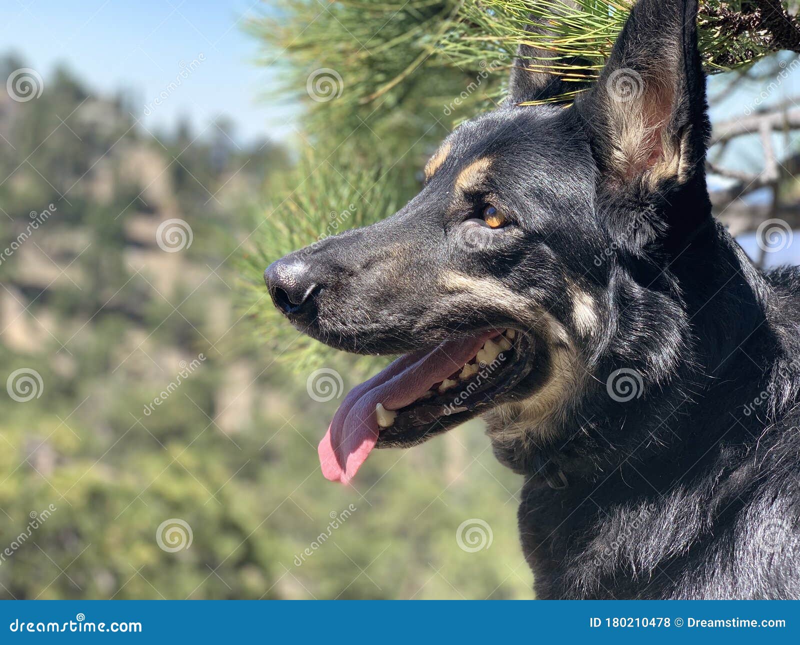 German Shepard Profile Outdoor Stock Photo - Image of pure, profile ...