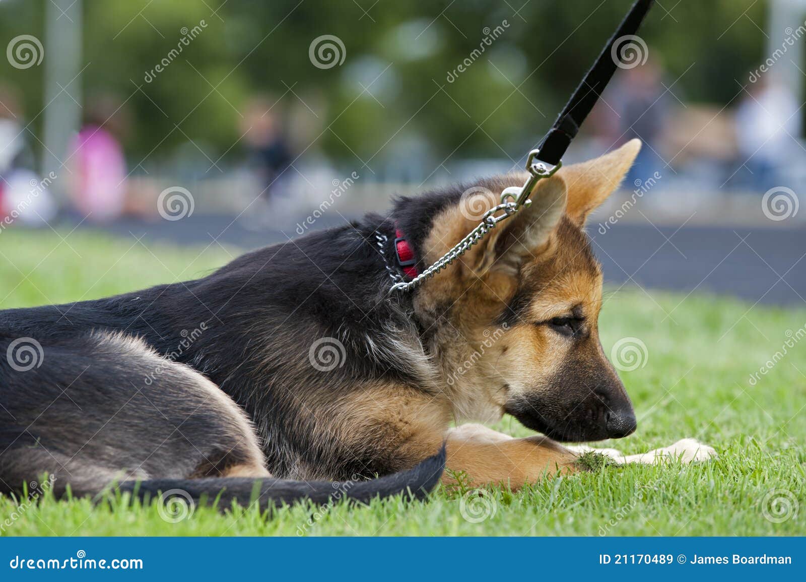 German shepard puppy stock image. Image of guard, grass - 21170489