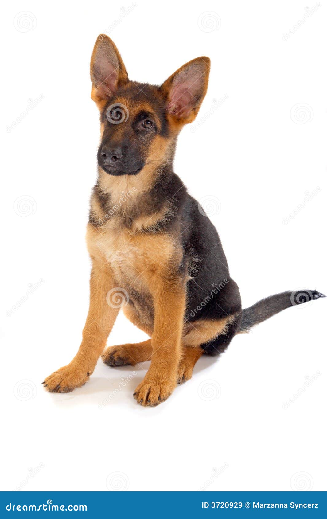 German shepard puppy stock image. Image of contentment - 3720929