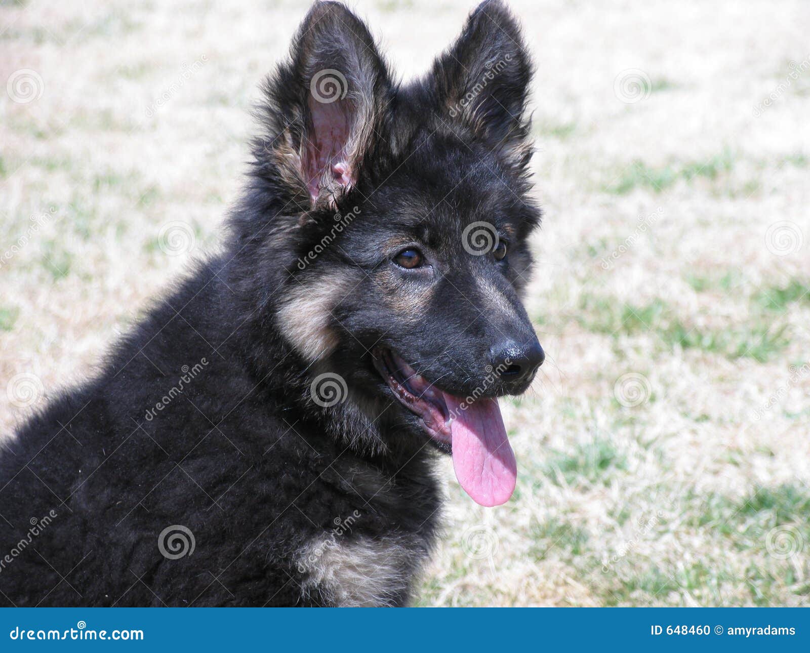 German Shepard Puppy stock photo. Image of partner, puppy - 648460