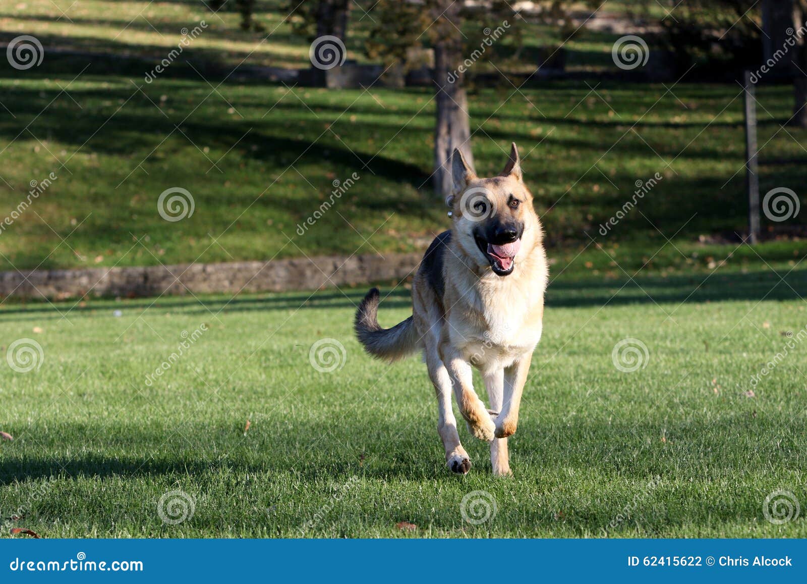 365 German Shepard Running Stock Photos - Free & Royalty-Free Stock ...