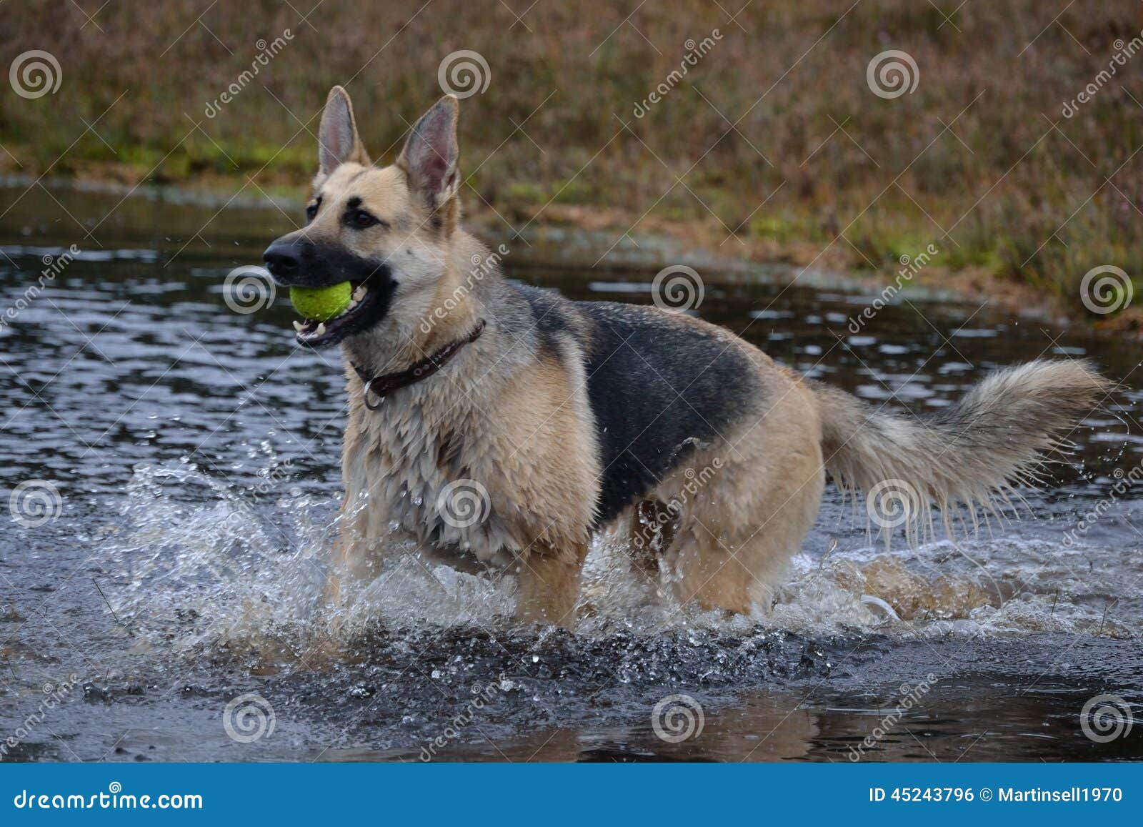 German Shepherd Running through Water Stock Photo - Image of tennis ...