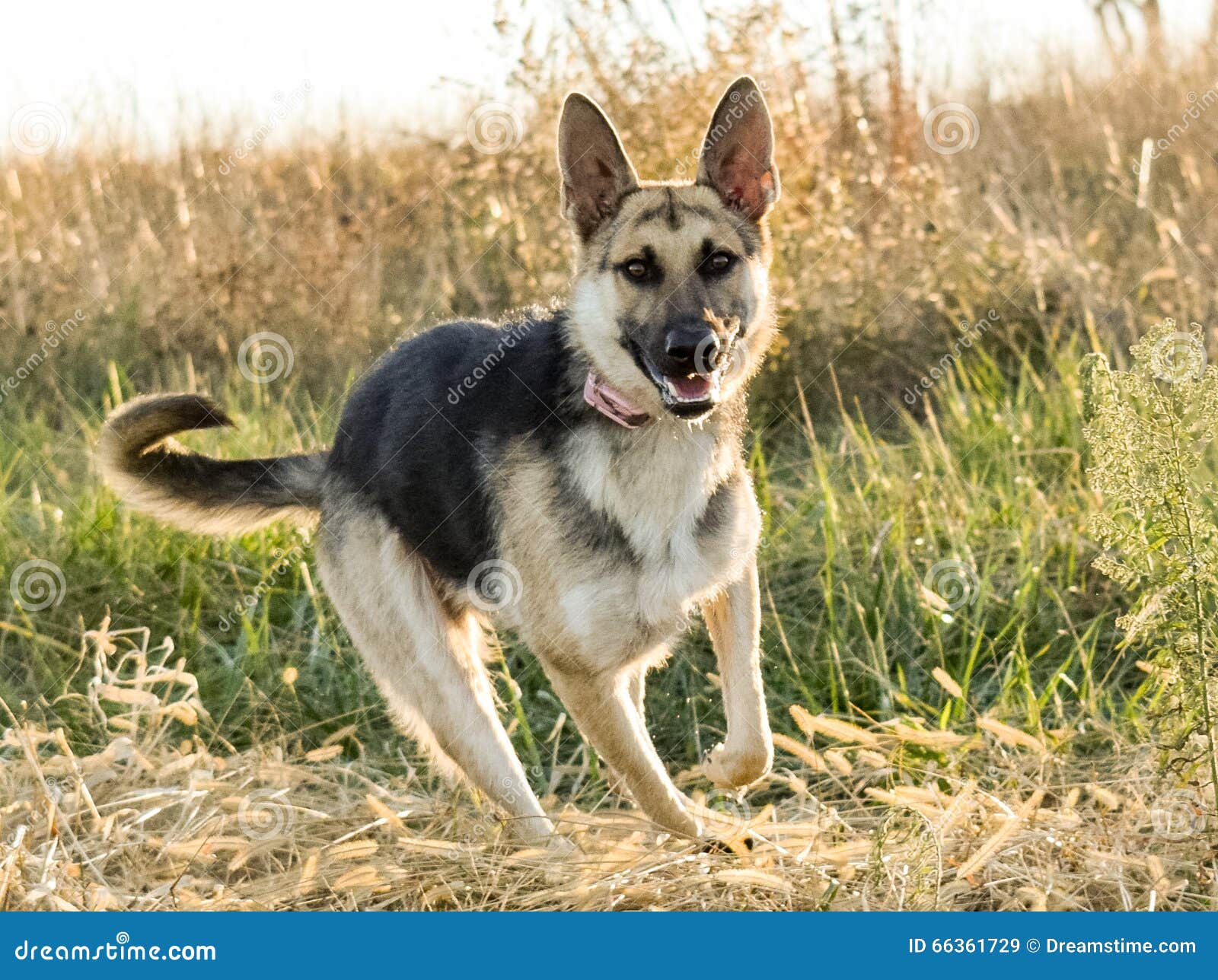 German Shepard stock image. Image of beautiful, sunshine - 66361729