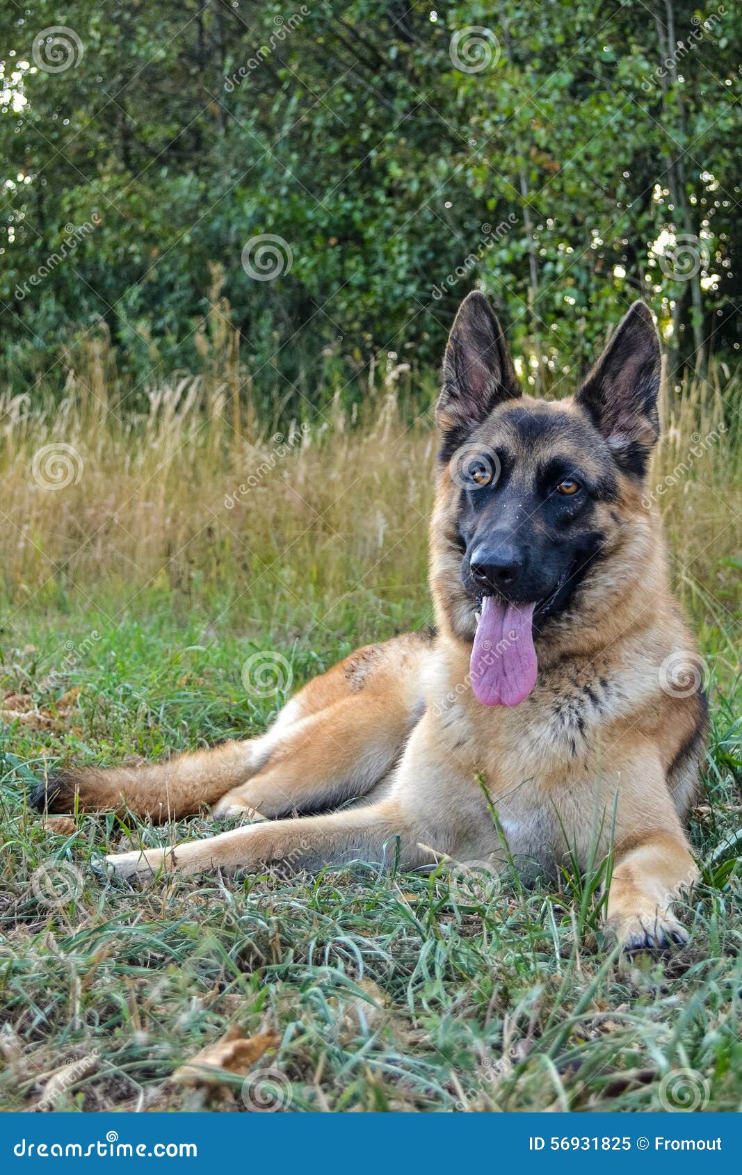 German shepard stock image. Image of meadow, positive - 56931825