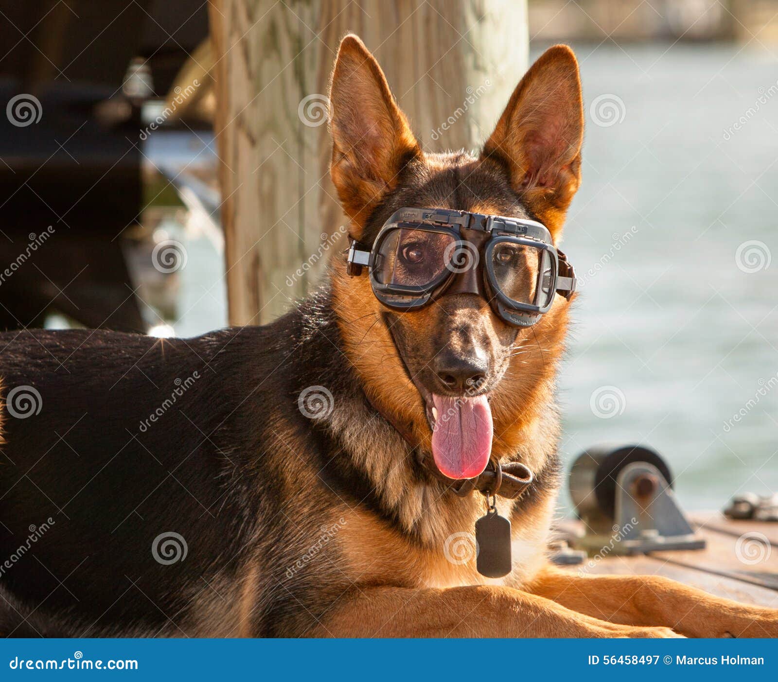 German Shepard Wearing Goggles Stock Image - Image of water, animal ...