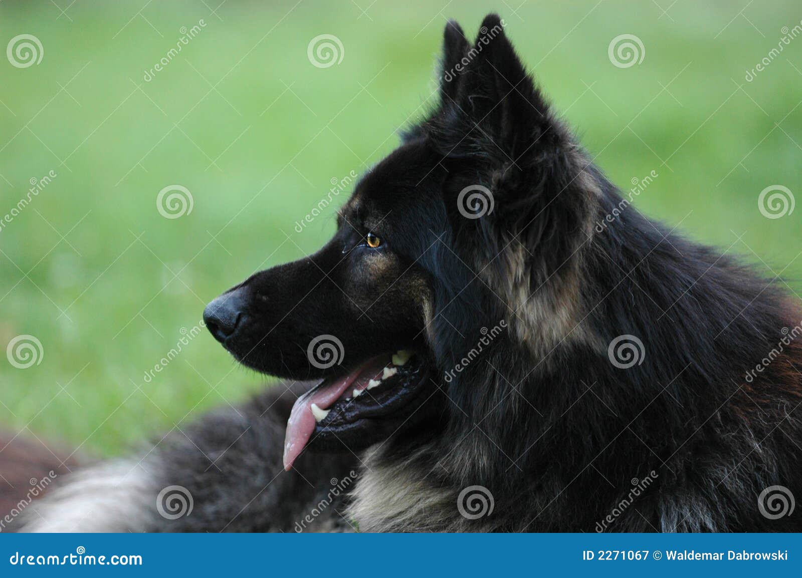 German shephard stock image. Image of happy, garden, shepard - 2271067