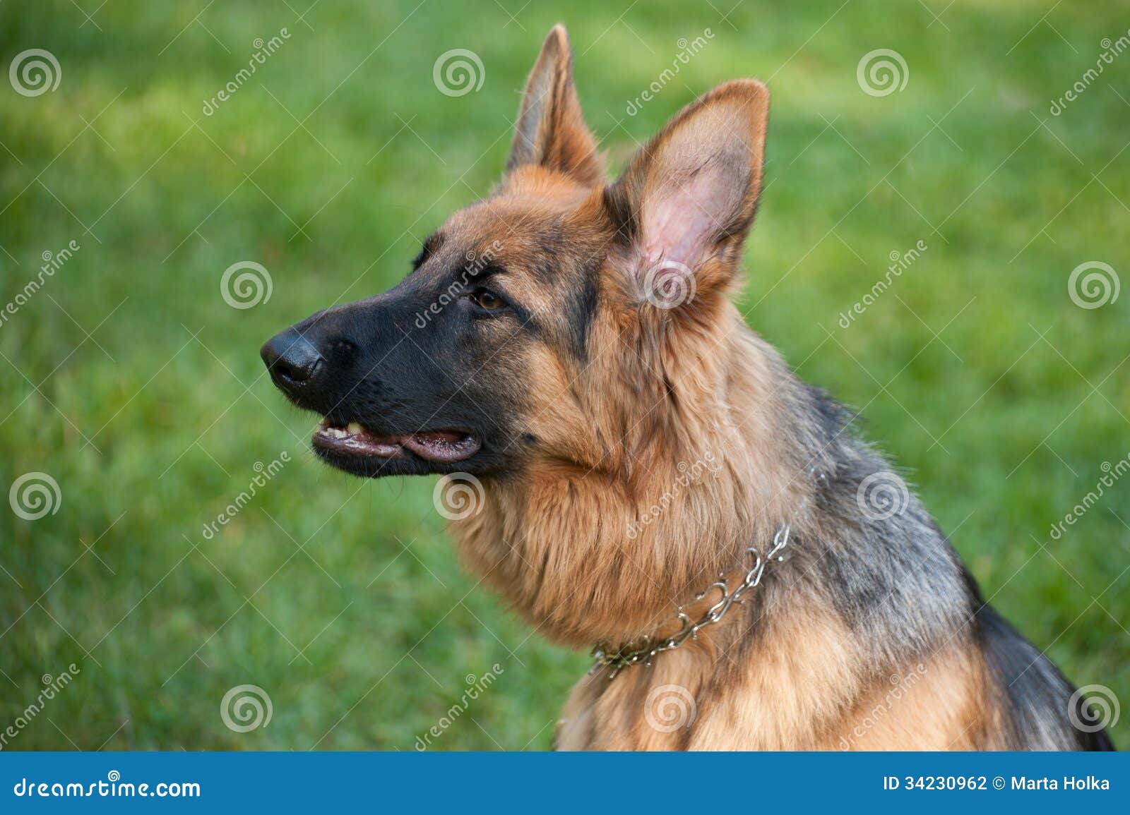 German Shephard stock photo. Image of affection, grass - 34230962