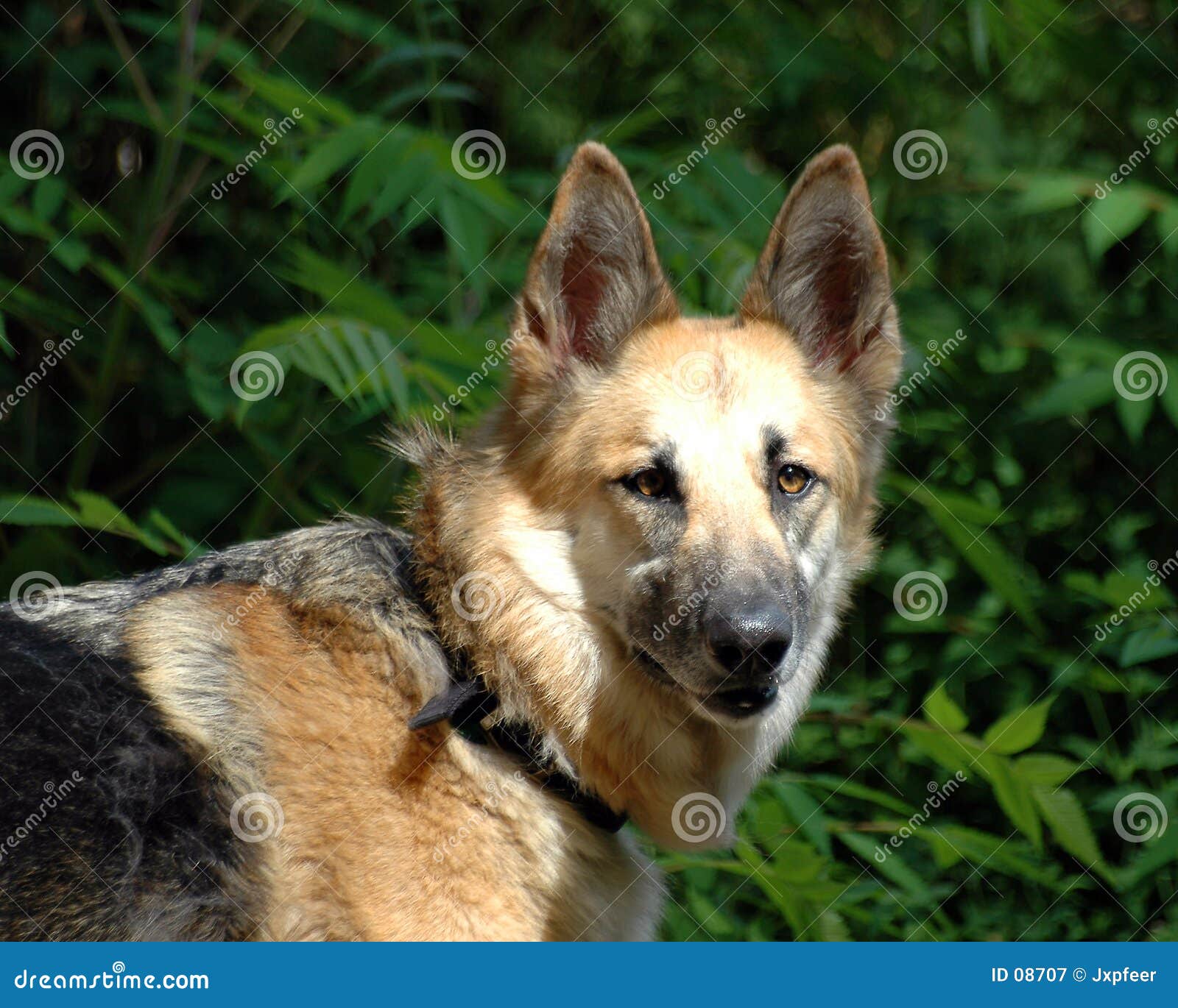 German Shepherd stock image. Image of shepard, animal, animals - 8707