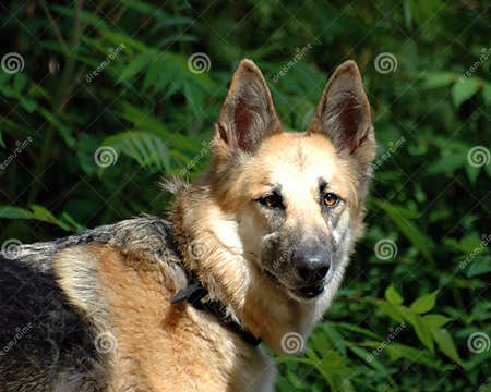 German Shepherd stock image. Image of shepard, animal, animals - 8707