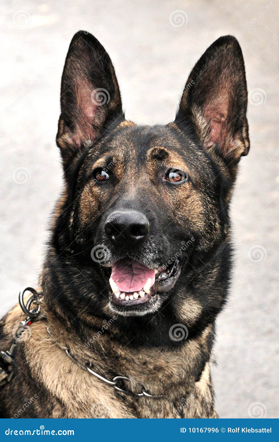 German shepherd stock photo. Image of pets, animal, portrait - 10167996