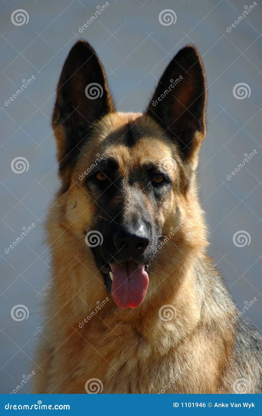Dog German Shepherd Face