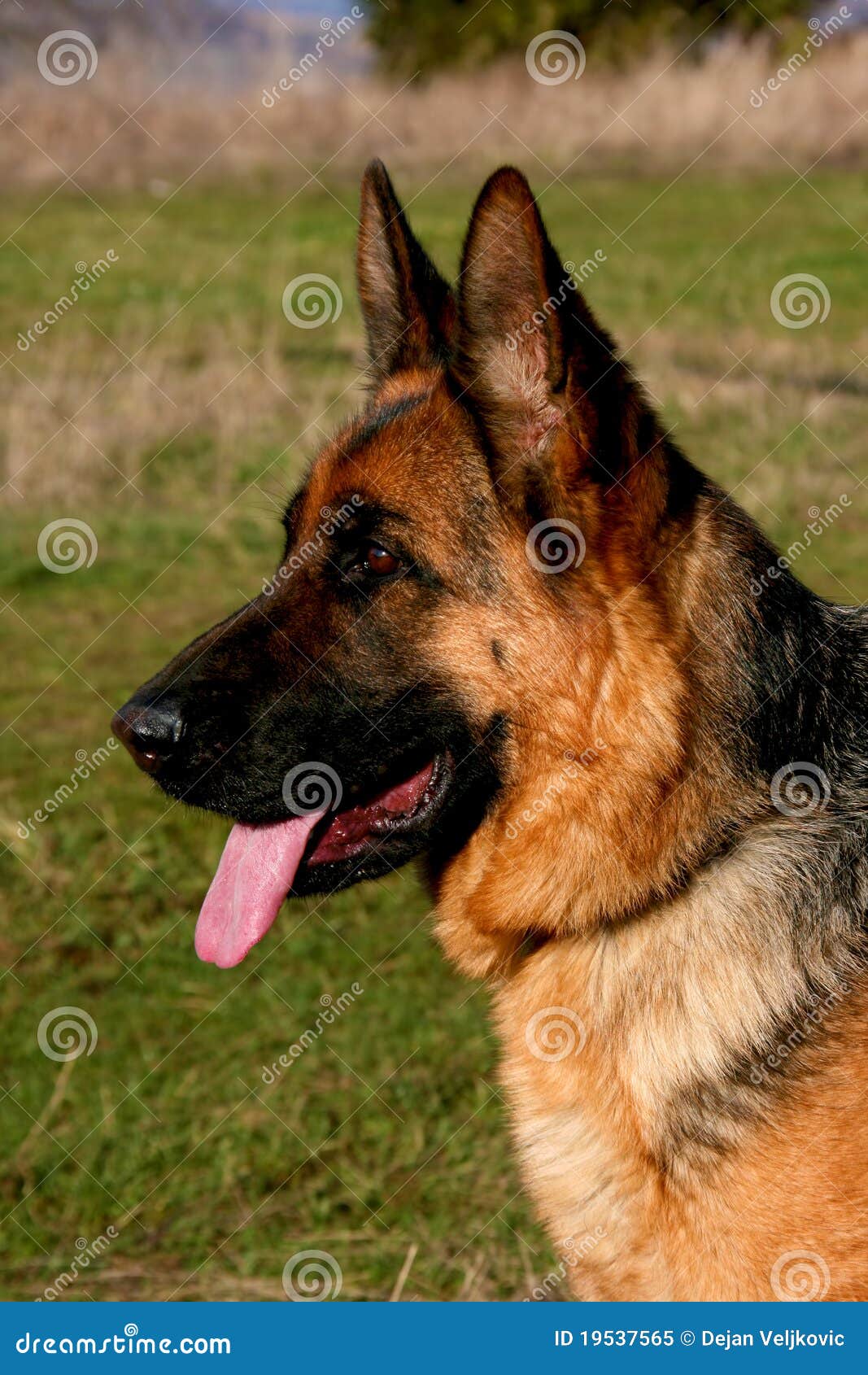 German Shepherd stock image. Image of teeth, snout, tongue - 19537565
