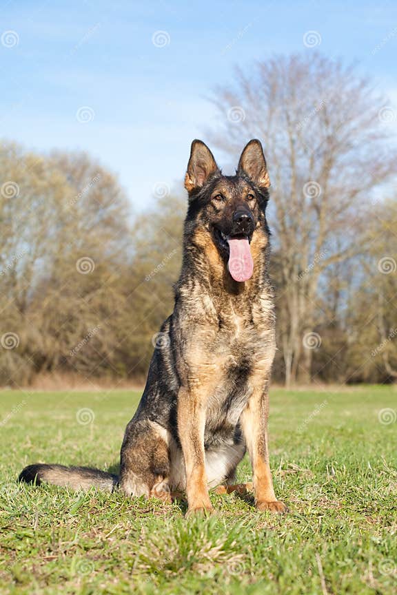 German shepherd stock photo. Image of alone, undercoat - 22105094