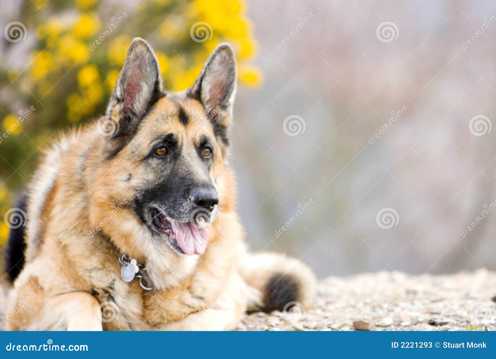 German Shepherd stock image. Image of proud, ears, german - 2221293