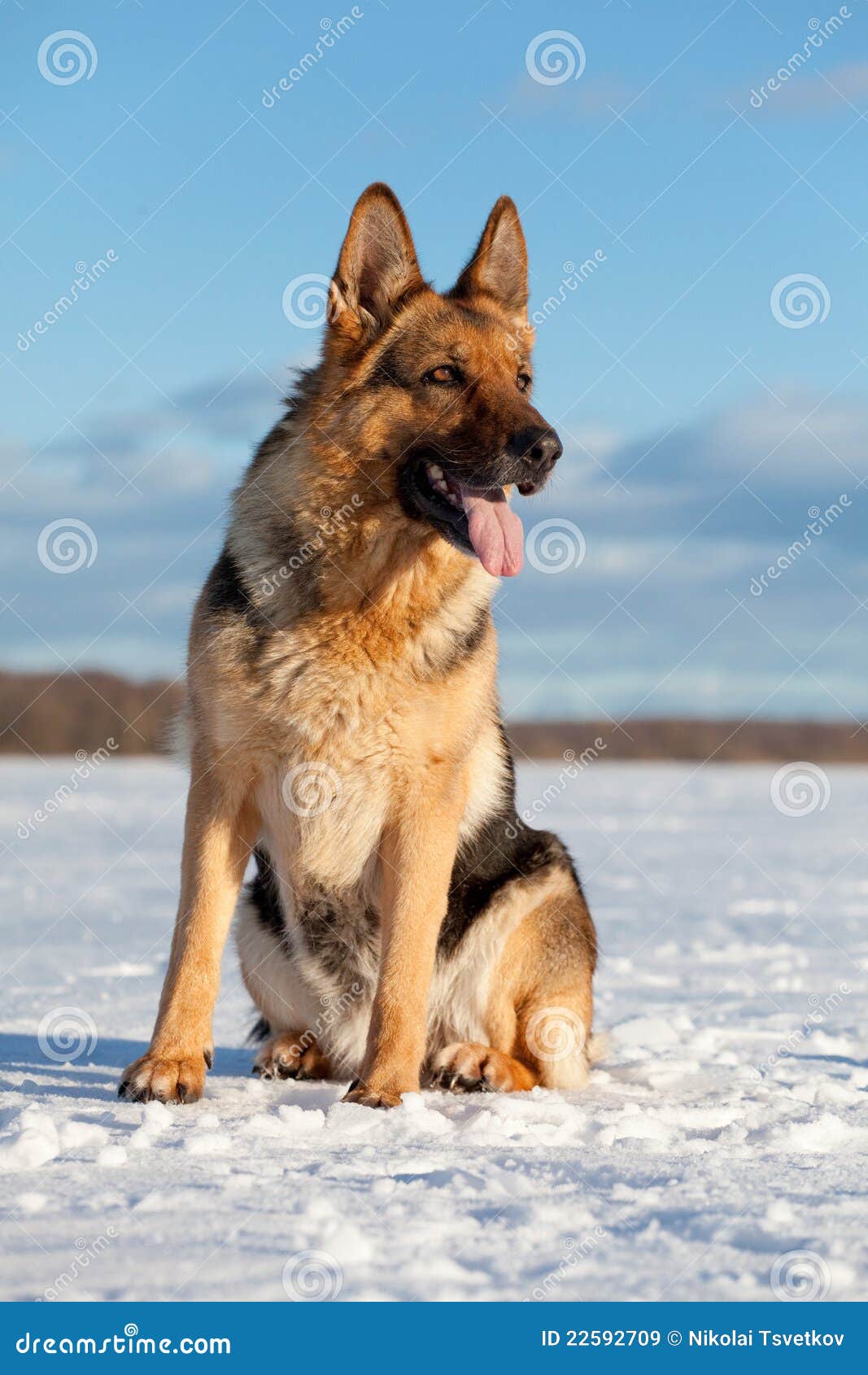 German shepherd stock image. Image of natural, sheepdog - 22592709