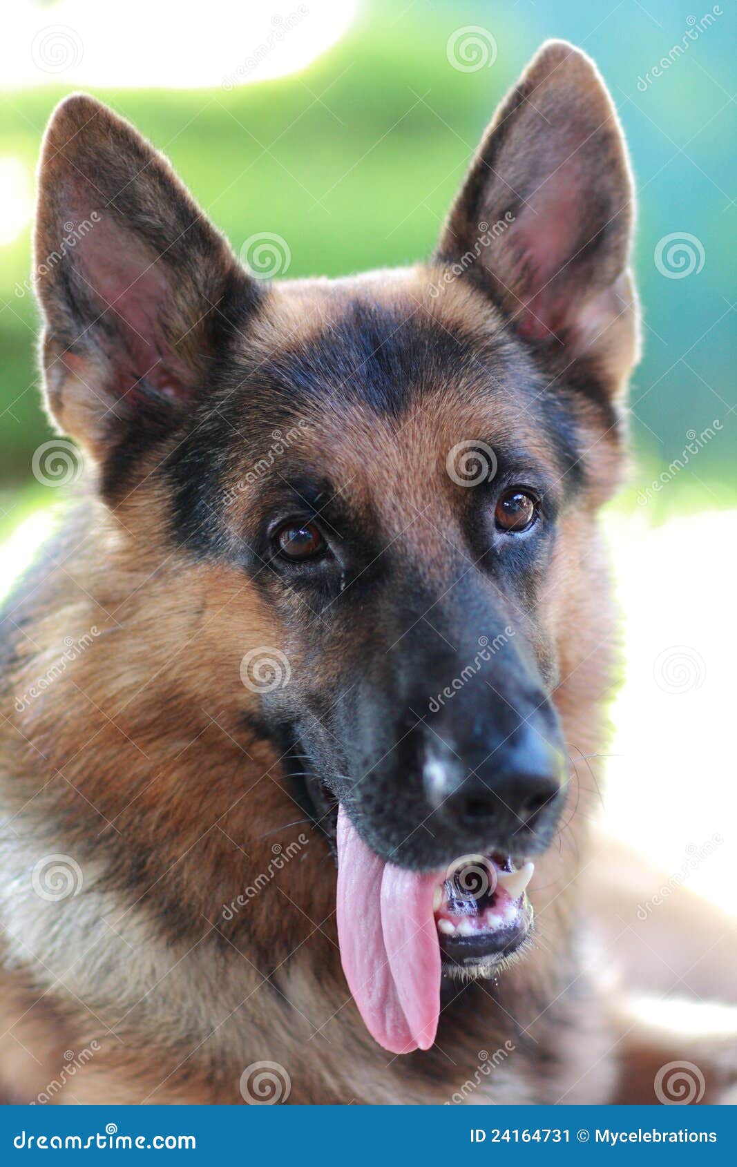German Shepherd stock image. Image of blur, mammals, shepherd - 24164731