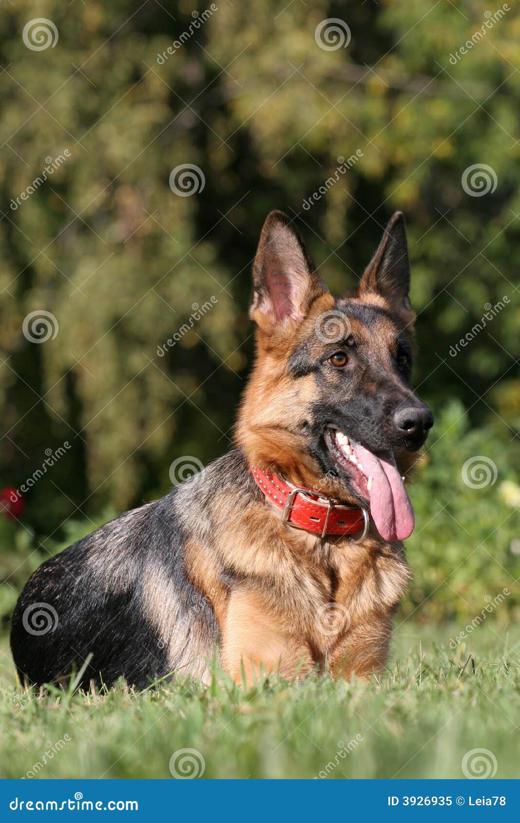 German shepherd stock image. Image of schaeferhund, ferhund - 3926935