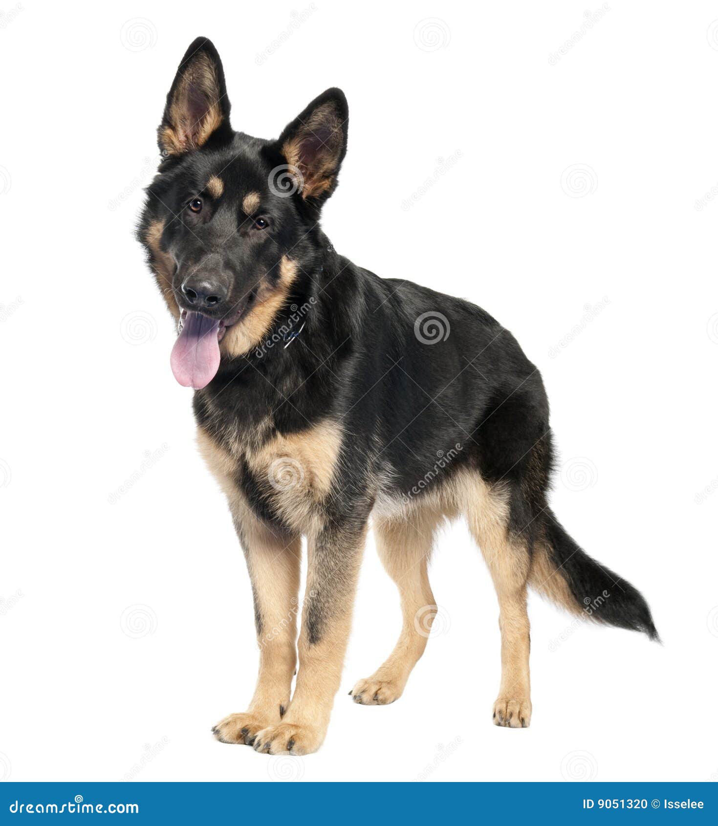 German Shepherd 7 Months Old Photos - Free & Royalty-Free Stock Photos ...