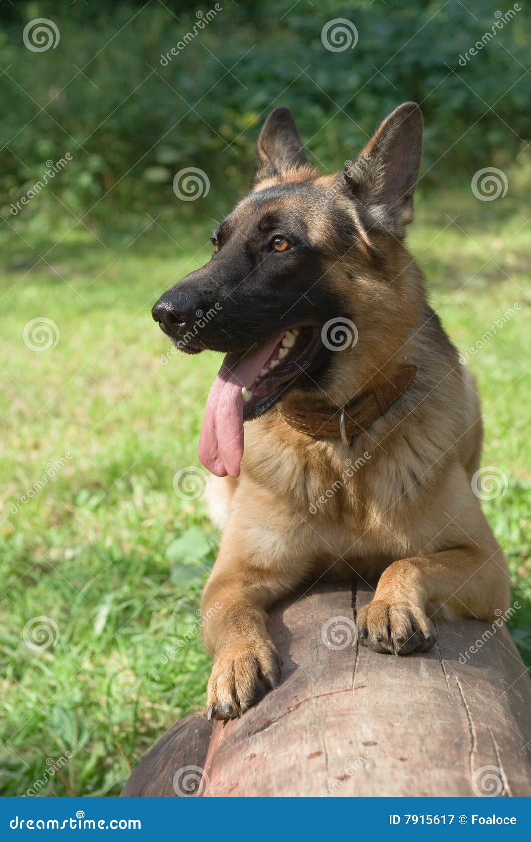 German shepherd stock image. Image of attention, walking - 7915617