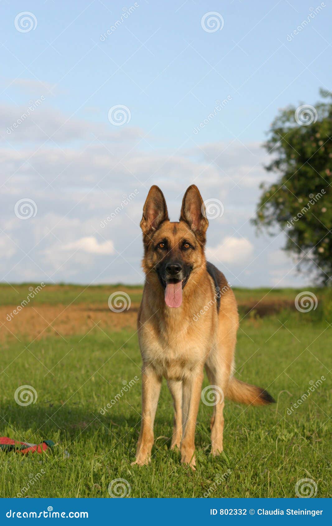 German shepherd stock photo. Image of loyal, friend, sunshine - 802332