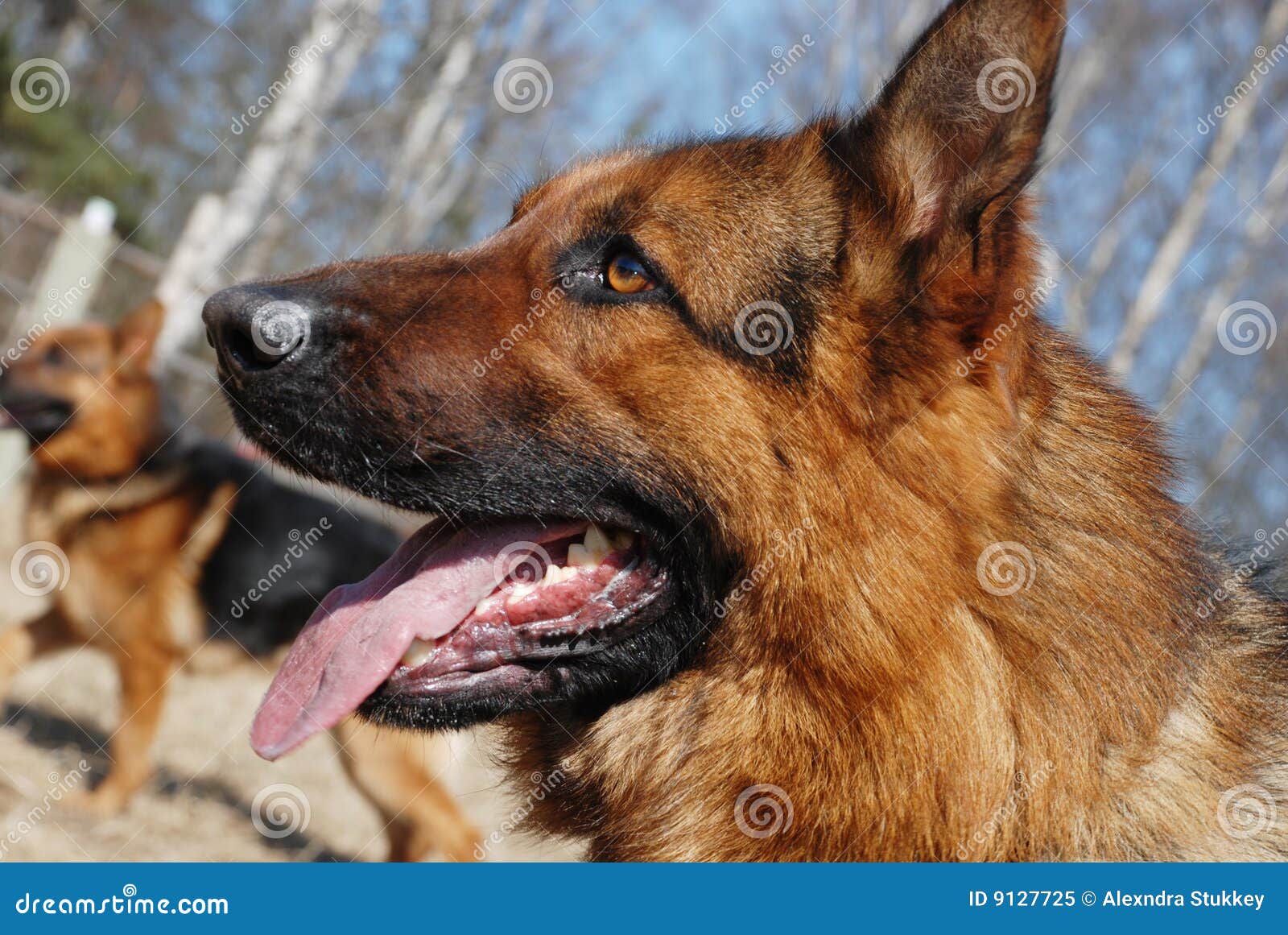 German shepherd stock image. Image of german, snout, shepherd - 9127725